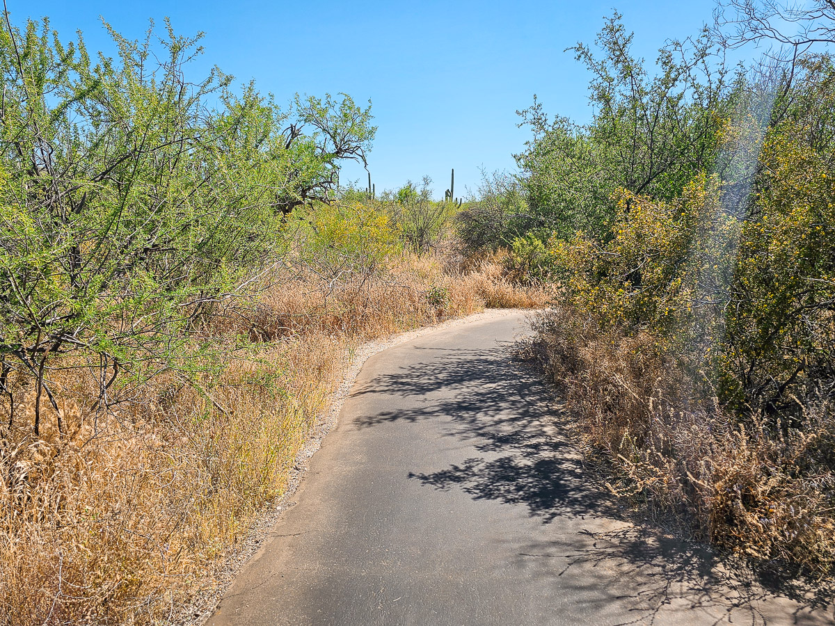 10 Unforgettable Hikes in Saguaro National Park