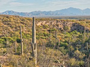 10 Unforgettable Hikes in Saguaro National Park