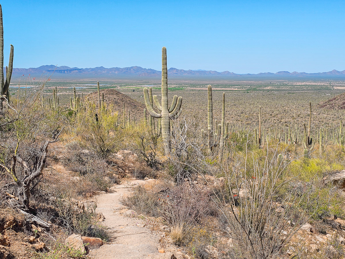 10 Unforgettable Hikes in Saguaro National Park