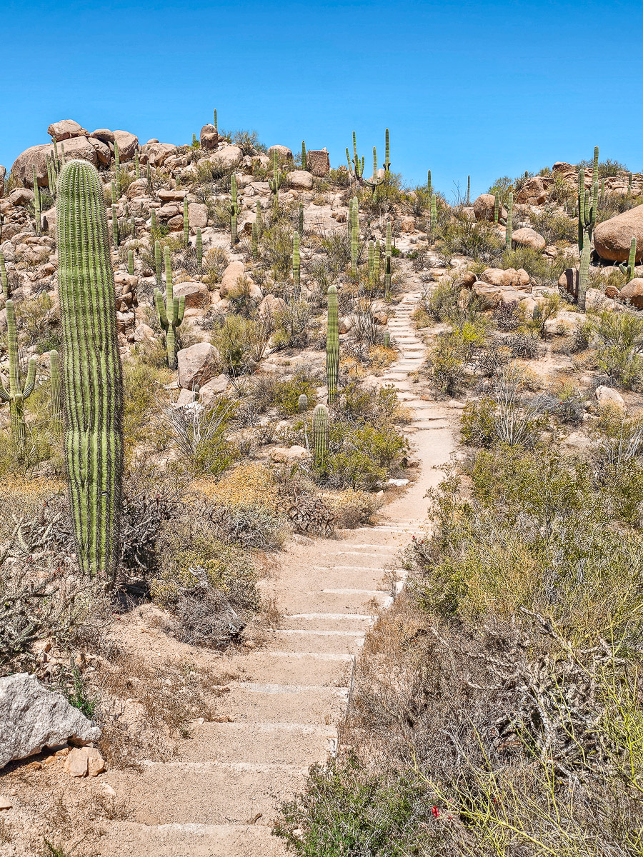 Your Perfect Saguaro National Park Itinerary For 1-2 Days