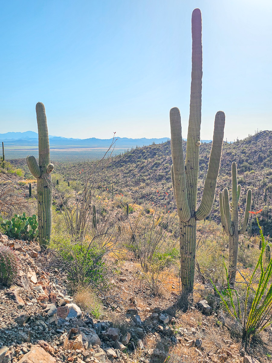 How to Hike to Wasson Peak in Saguaro National Park