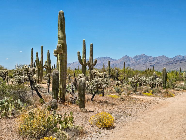 10 Unforgettable Hikes in Saguaro National Park