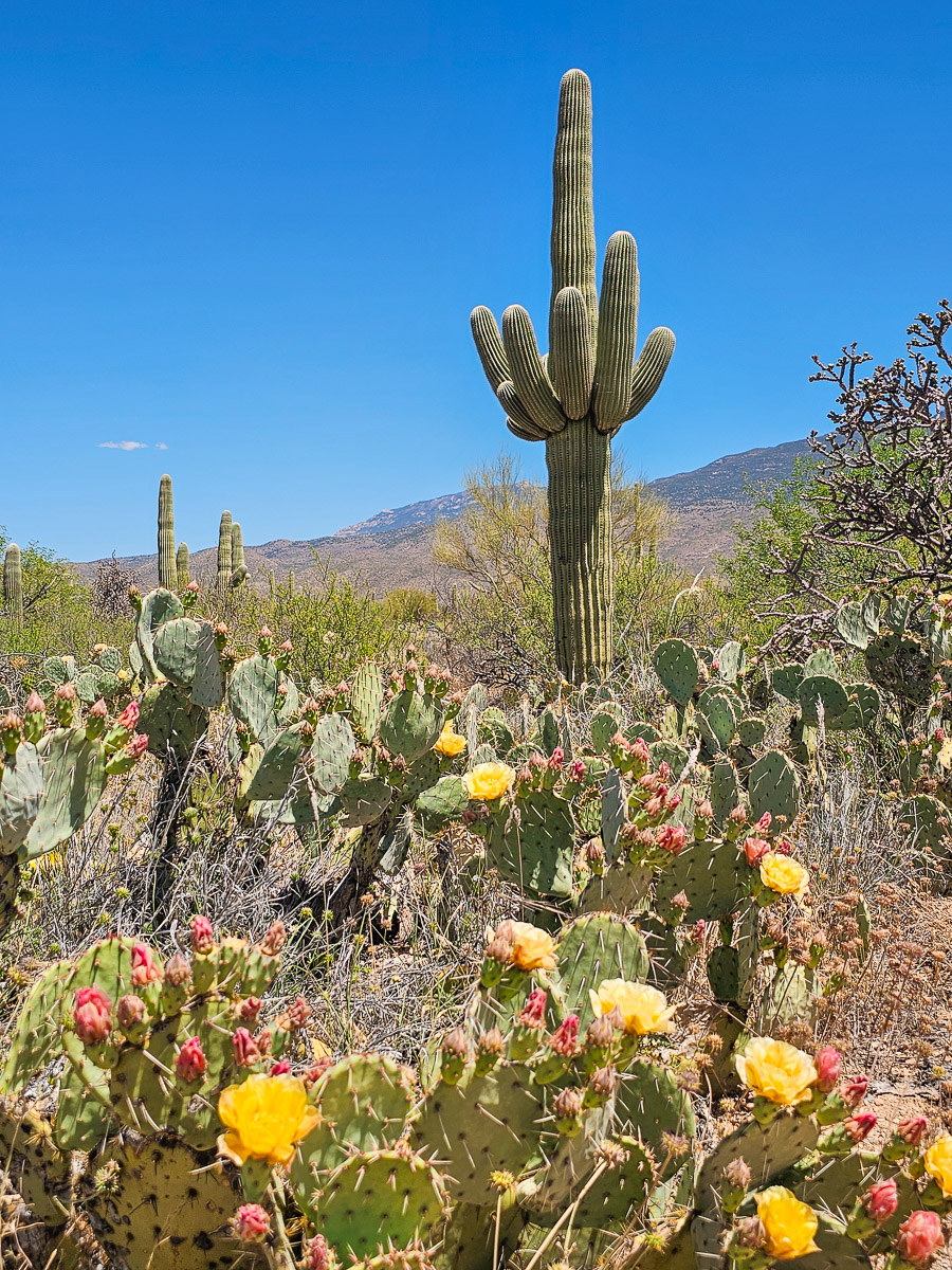 10 Unforgettable Hikes in Saguaro National Park