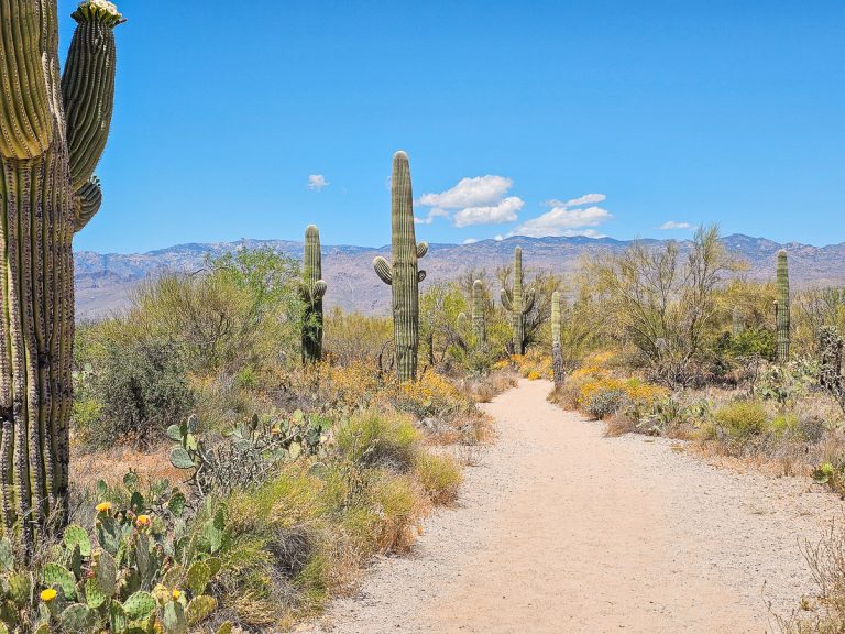 10 Unforgettable Hikes in Saguaro National Park