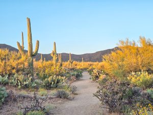 10 Unforgettable Hikes in Saguaro National Park