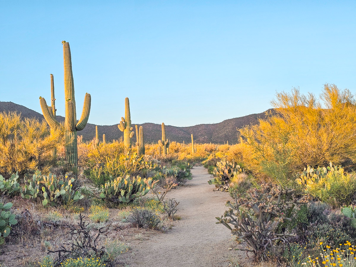10 Unforgettable Hikes in Saguaro National Park