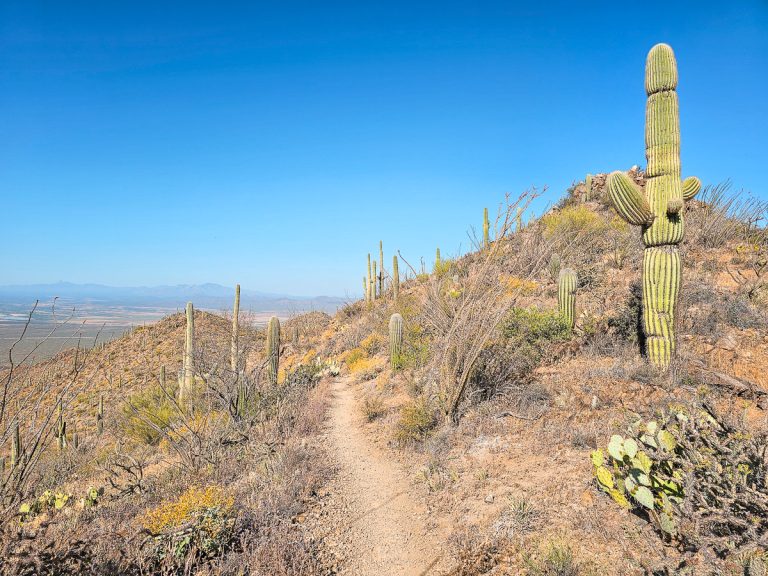 10 Unforgettable Hikes in Saguaro National Park