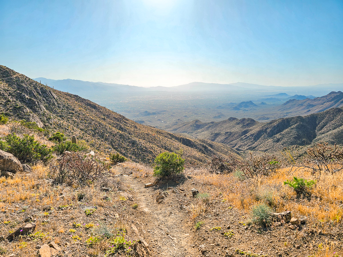 How to Hike to Wasson Peak in Saguaro National Park