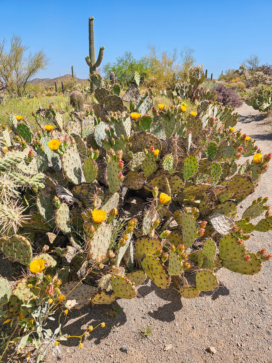How to Hike to Wasson Peak in Saguaro National Park