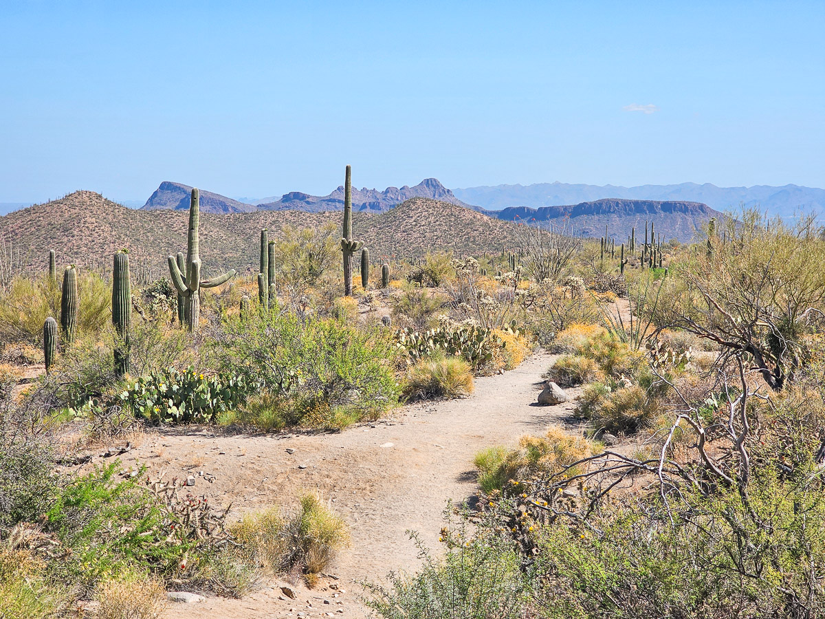 How to Hike to Wasson Peak in Saguaro National Park