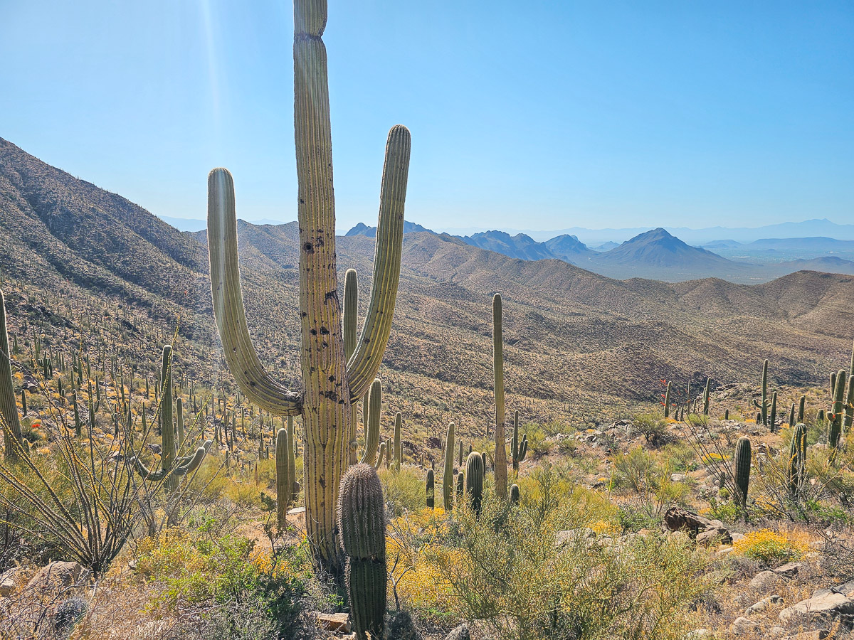 How to Hike to Wasson Peak in Saguaro National Park