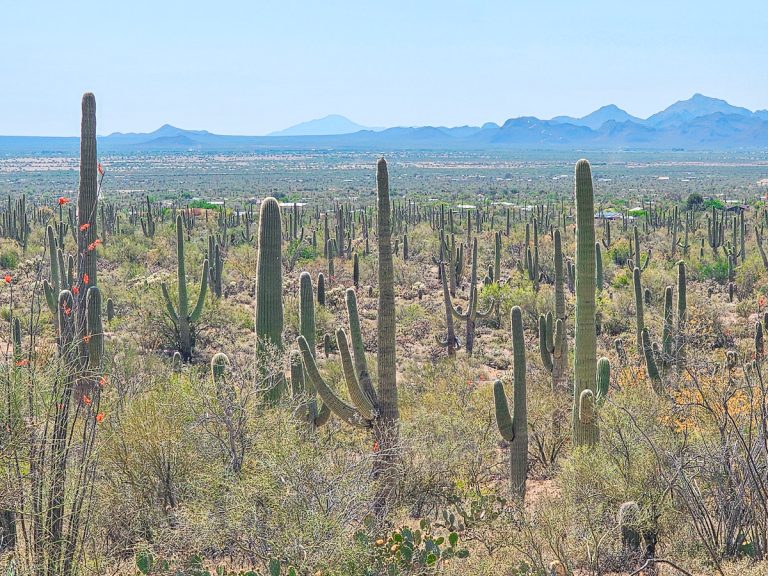 10 Unforgettable Hikes in Saguaro National Park
