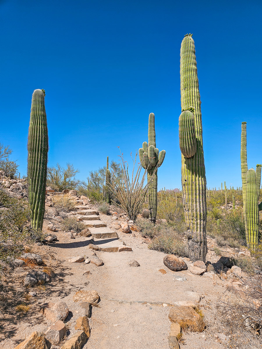 10 Unforgettable Hikes in Saguaro National Park