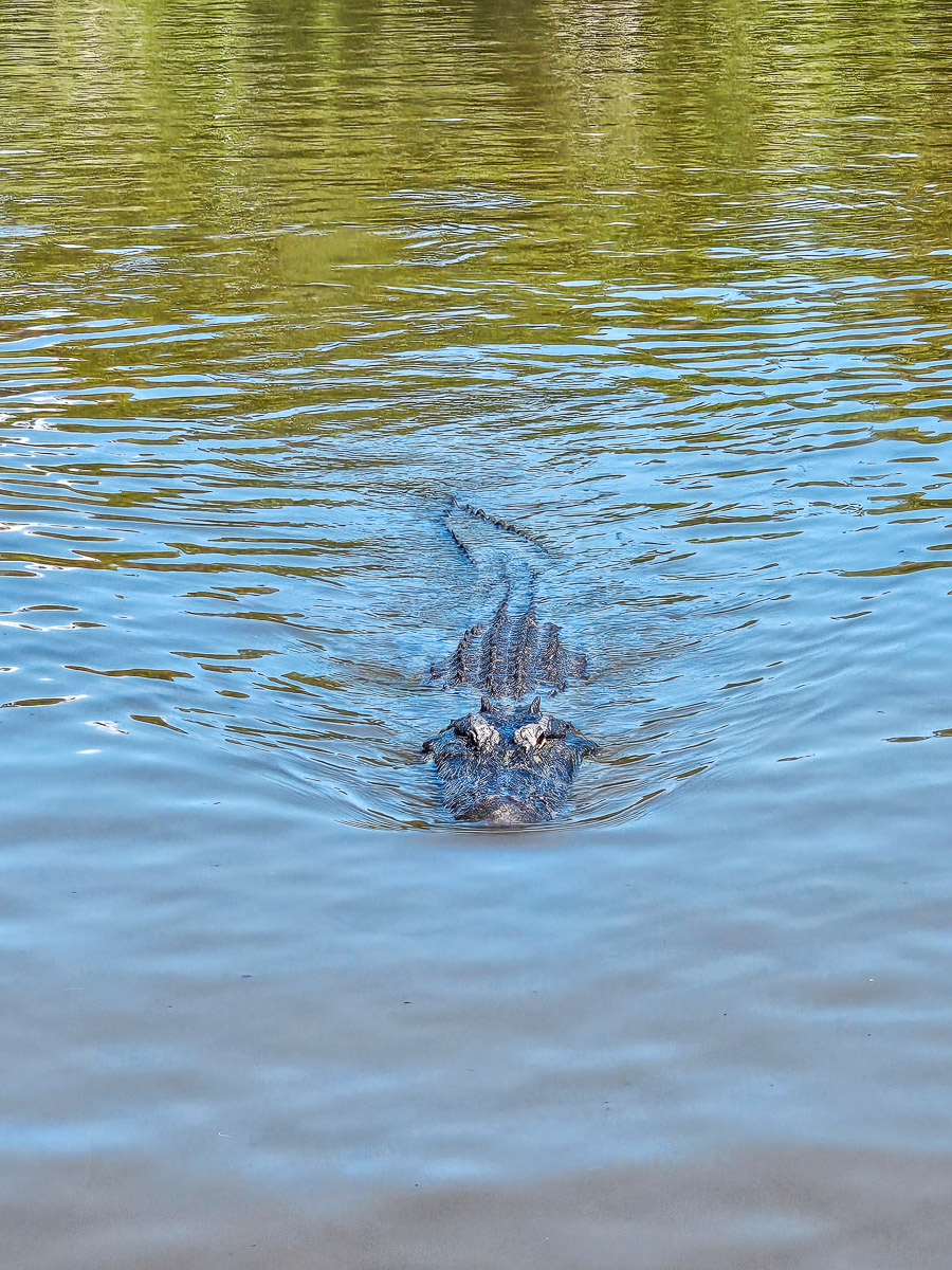 New Orleans Family Vacation: 19 Top Things to Do with Kids