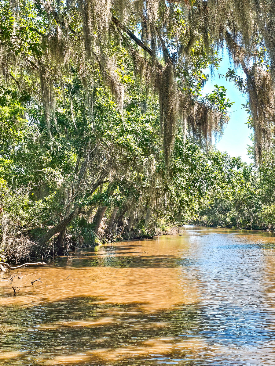 Is a Swamp Tour Worth It in NOLA? What You Need to Know
