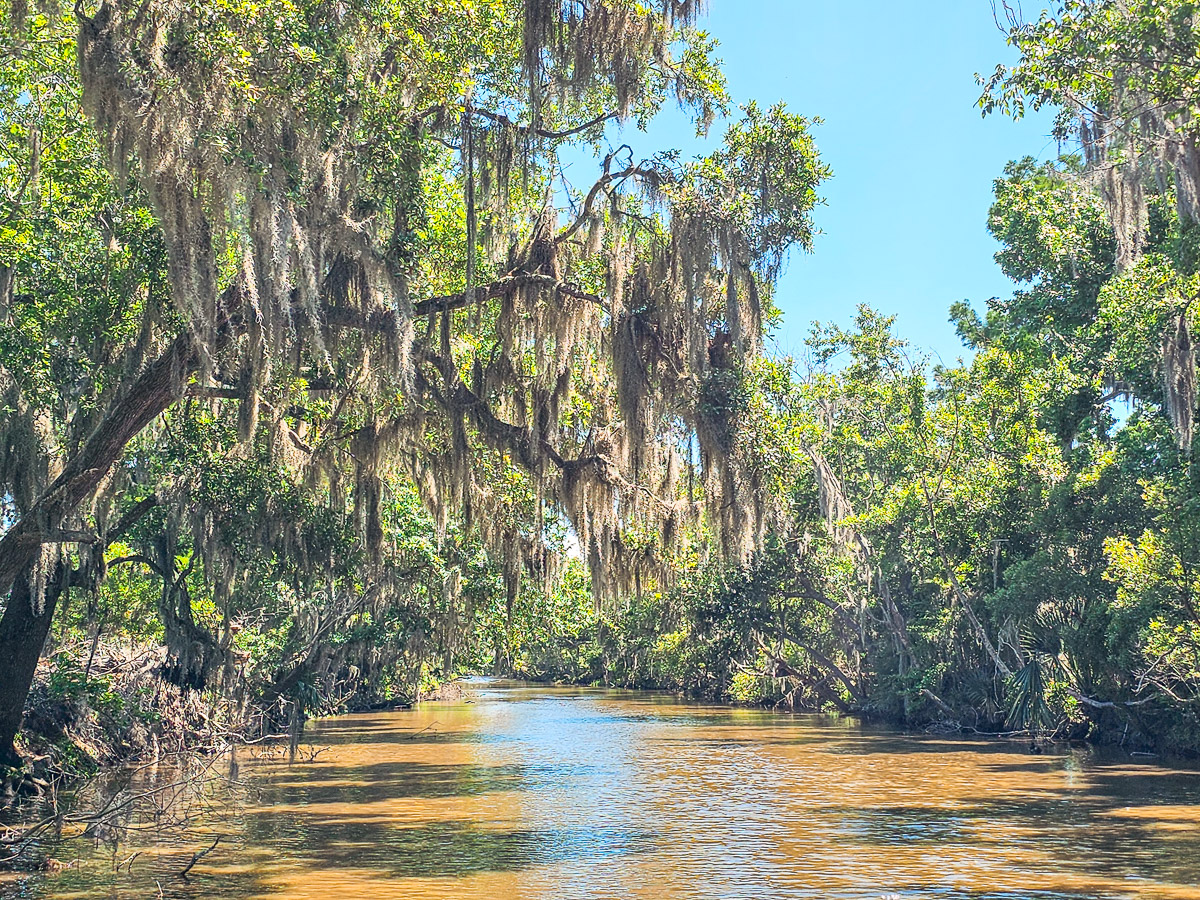 Is a Swamp Tour Worth It in NOLA? What You Need to Know