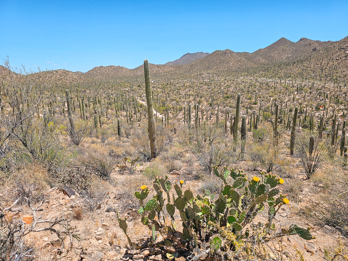 10 Unforgettable Hikes in Saguaro National Park