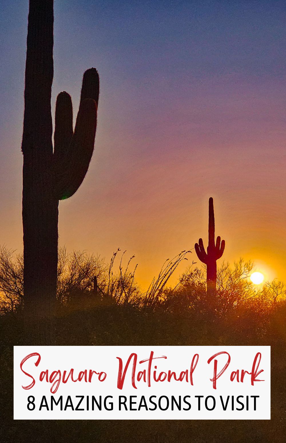 Is Saguaro National Park Worth Visiting? 8 Reasons You Should Go