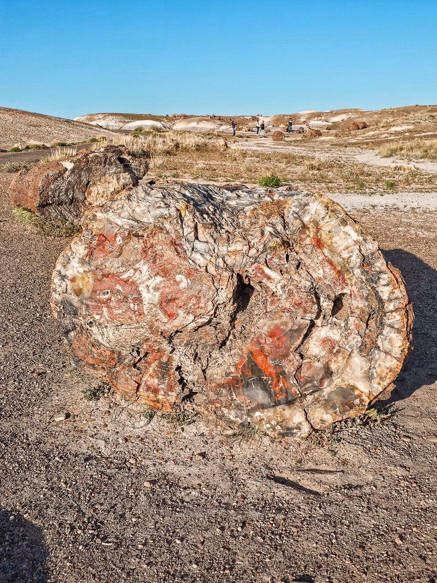 Ultimate Guide to One Day in Petrified Forest National Park: Best ...