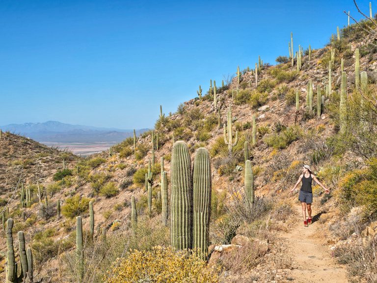 Is Saguaro National Park Worth Visiting? 8 Reasons You Should Go