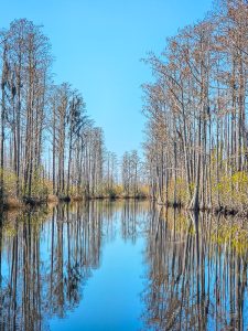 Visiting Okefenokee: The Swamp Home to 15,000 Alligators and a Floating ...