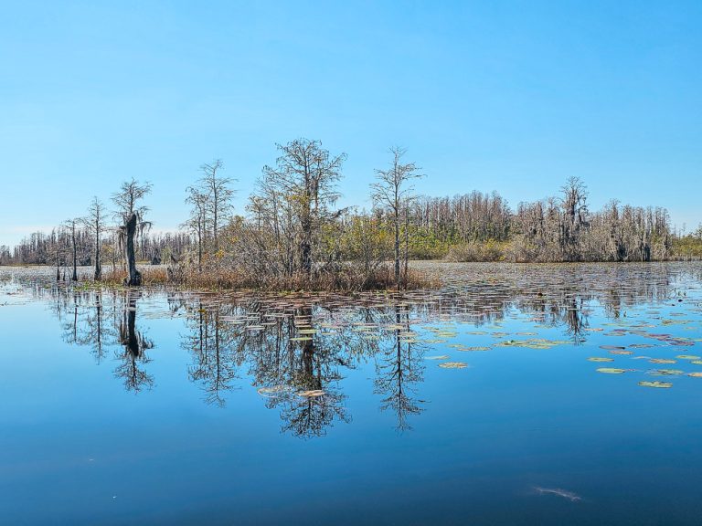 Visiting Okefenokee: The Swamp Home to 15,000 Alligators and a Floating ...