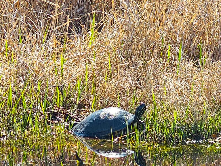 Visiting Okefenokee: The Swamp Home to 15,000 Alligators and a Floating ...